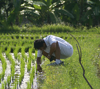 Rice Paddy Walk | Maya Ubud Resort & Spa