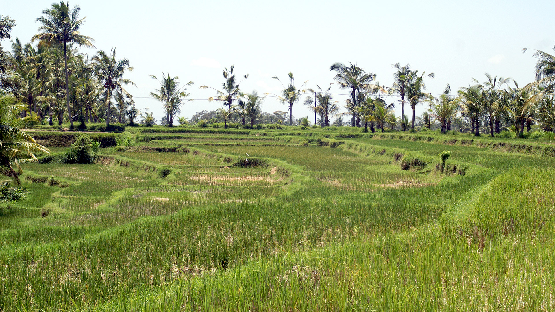 Rice Paddy Walk | Maya Ubud Resort & Spa